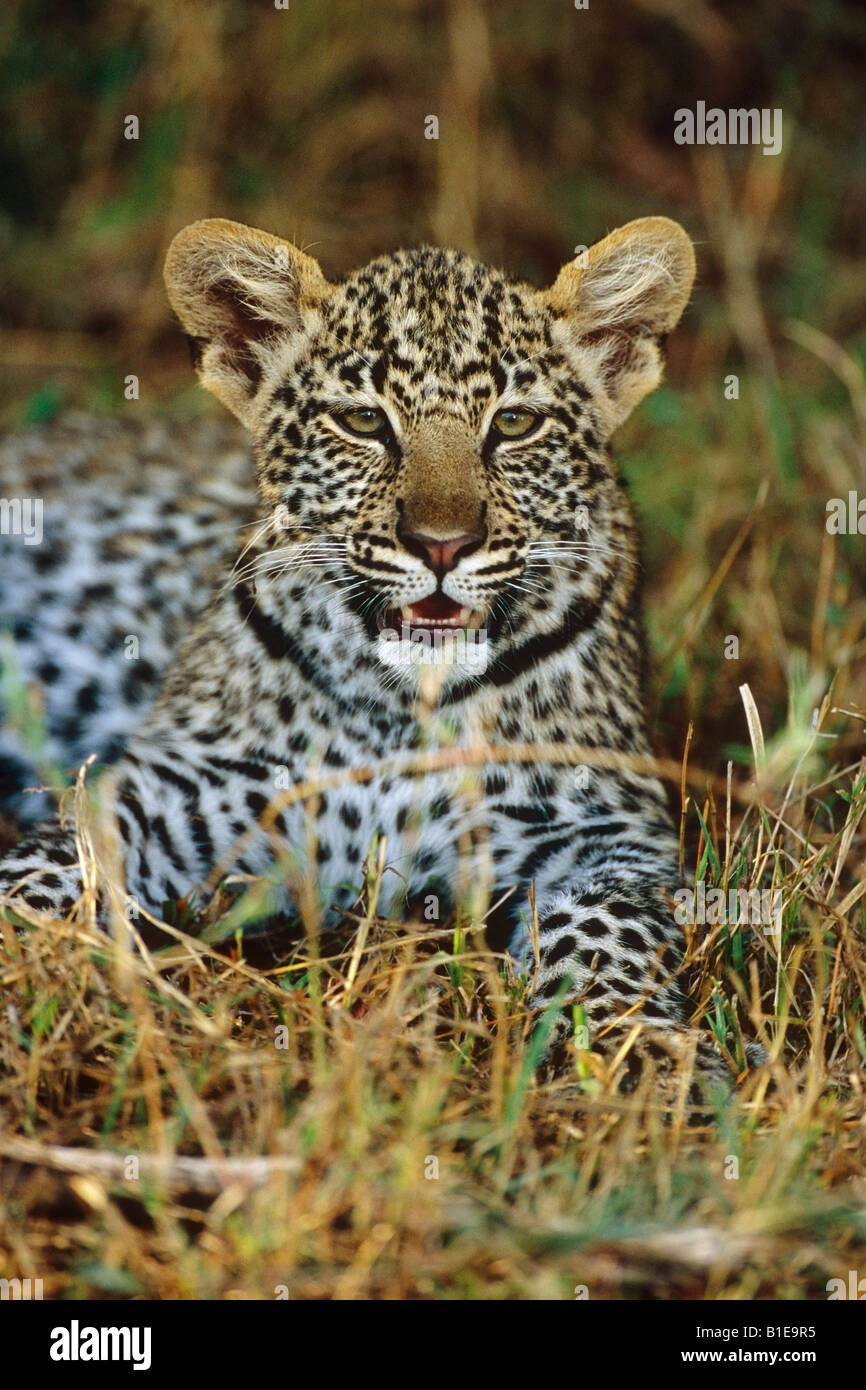 Leopard laying in grass Kenya Stock Photo - Alamy