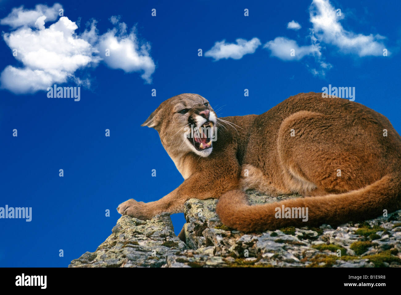 Cougar hissing hi-res stock photography and images - Alamy