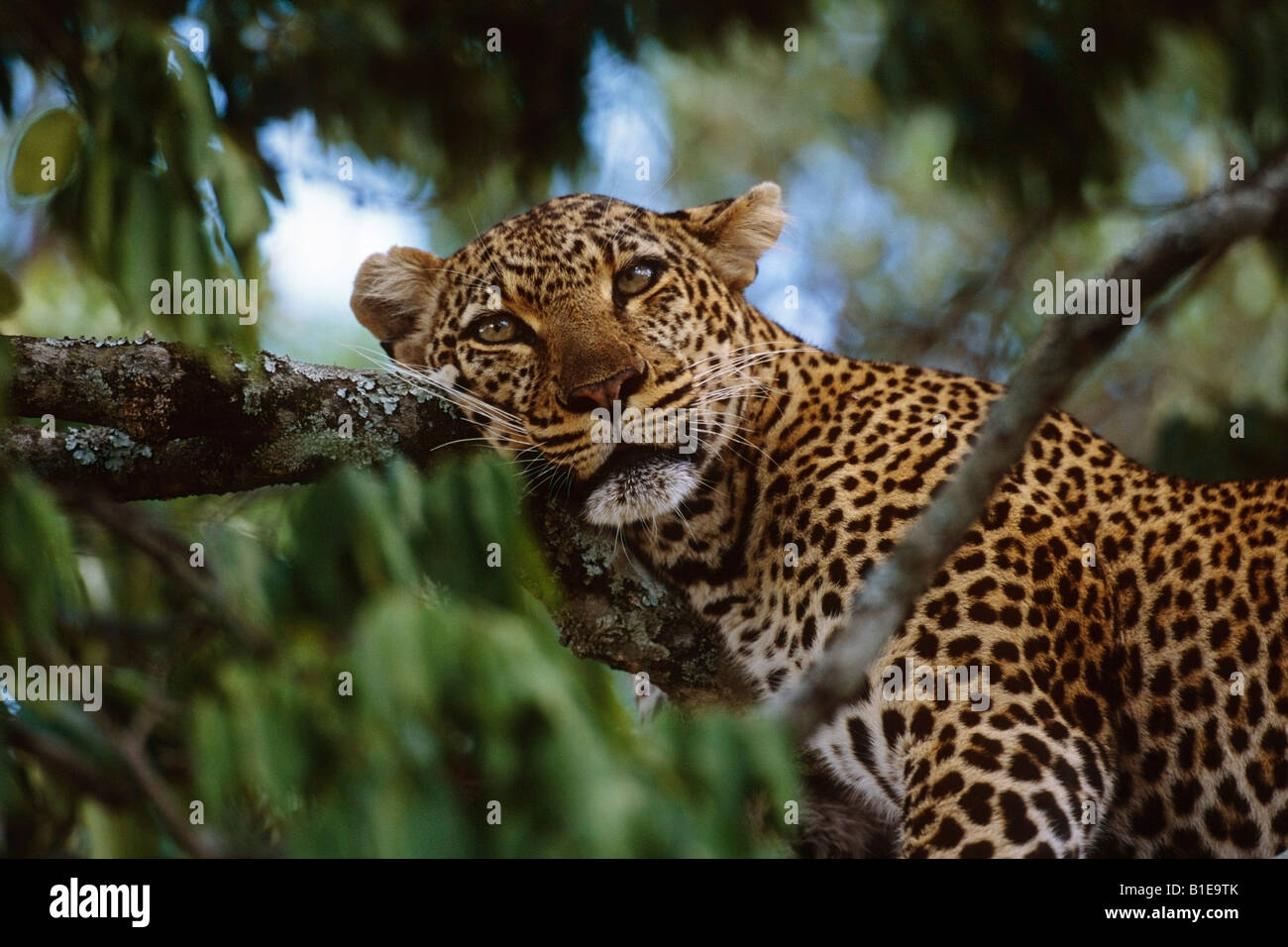 Leopard resting in tree Kenya Stock Photo - Alamy