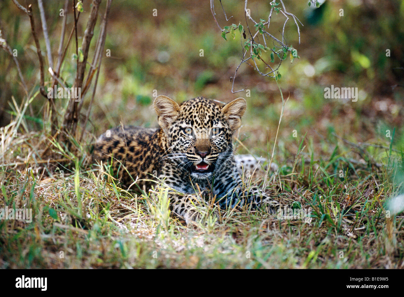 Leopard laying in grass Kenya Stock Photo - Alamy