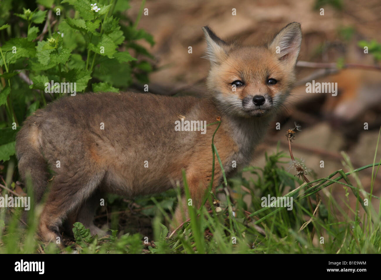 red fox pup Stock Photo - Alamy