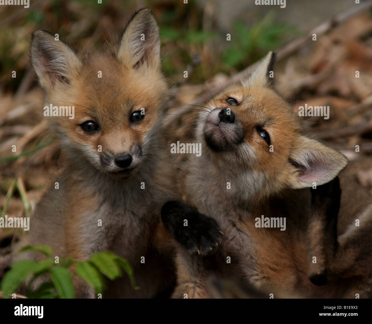 Red fox pups playing hi-res stock photography and images - Alamy