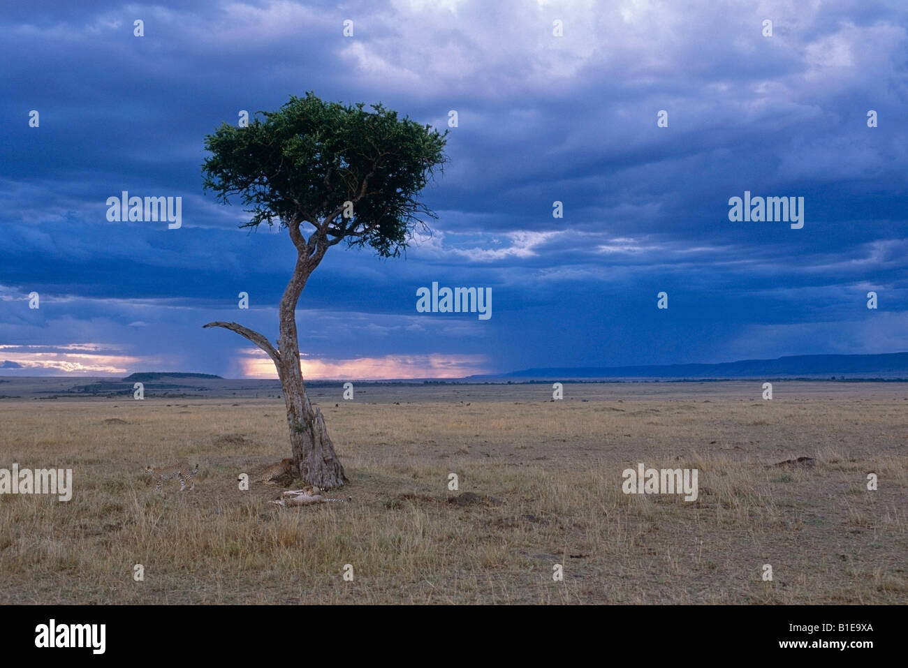 A lone tree in open expanse Africa Stock Photo - Alamy