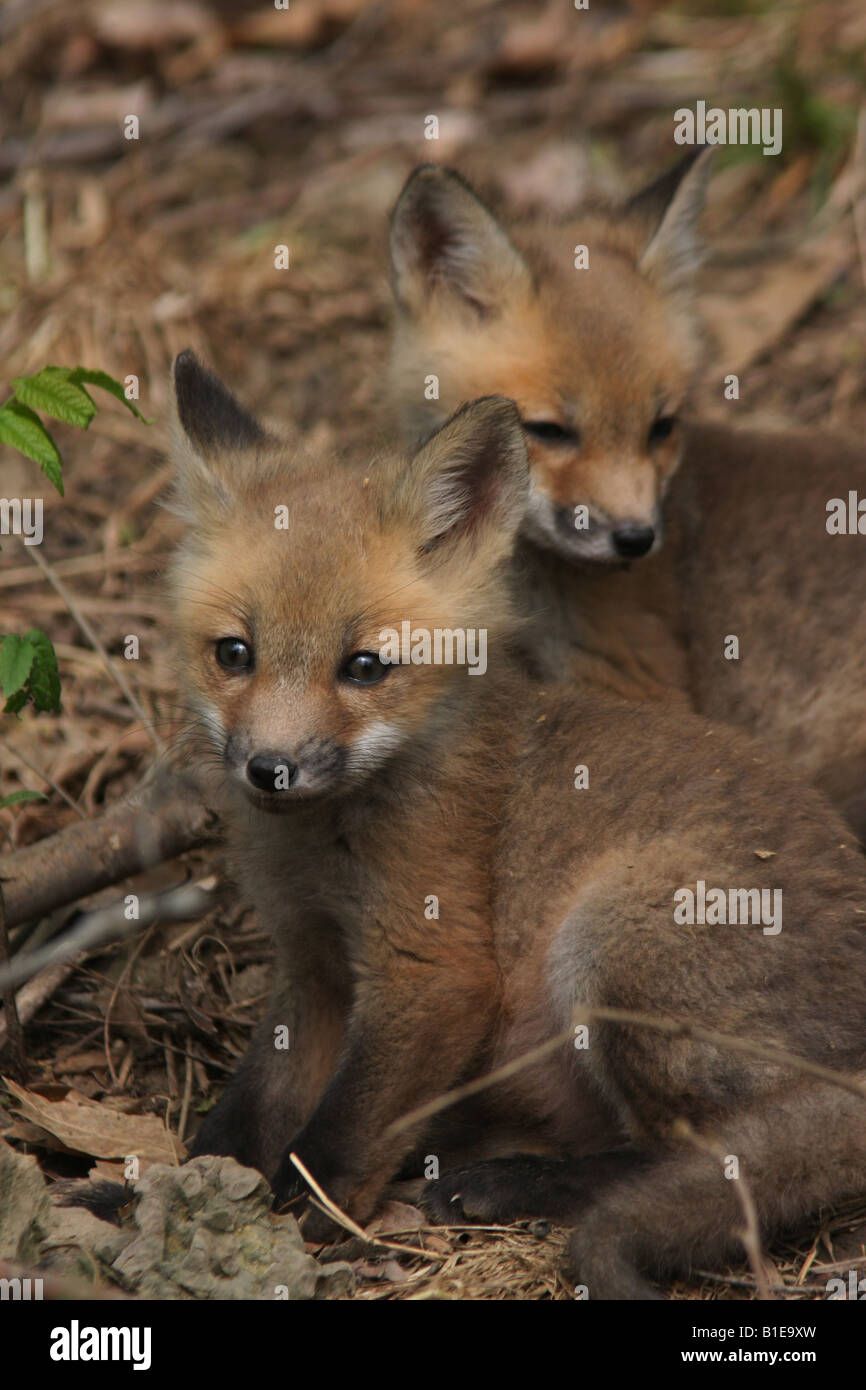 Red fox pups playing hi-res stock photography and images - Alamy