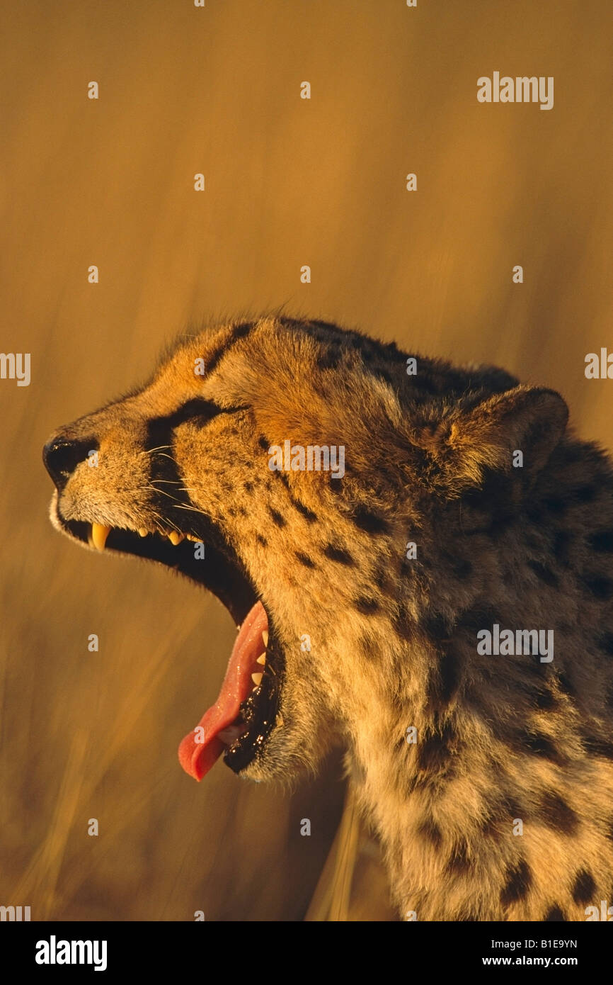 Close up of yawning Cheetah Africa Stock Photo - Alamy