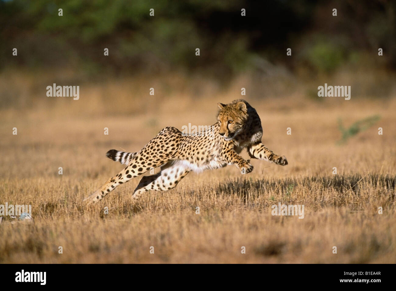 Running Cheetah Africa Stock Photo - Alamy