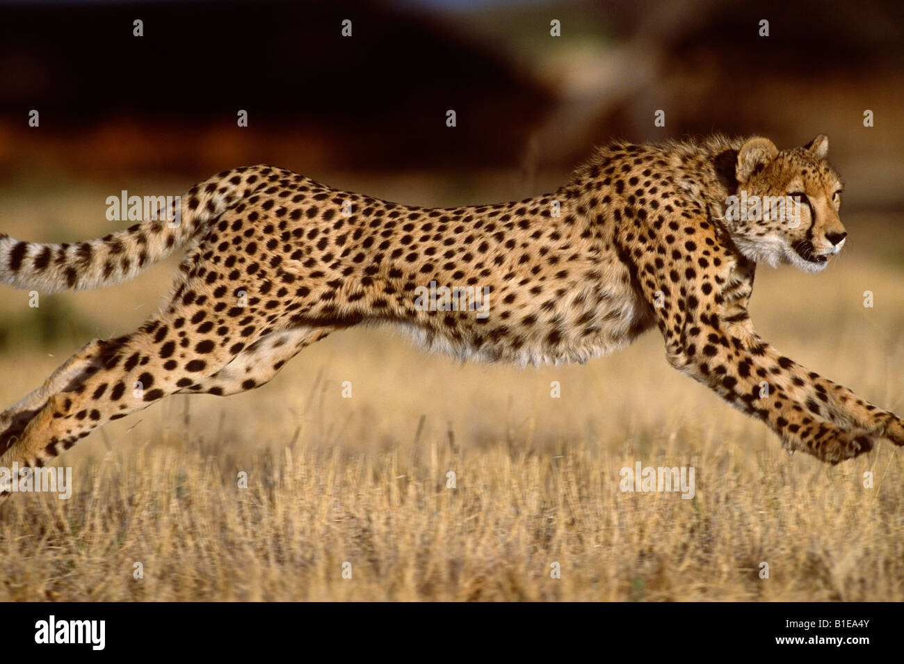 Running Cheetah Africa Stock Photo - Alamy
