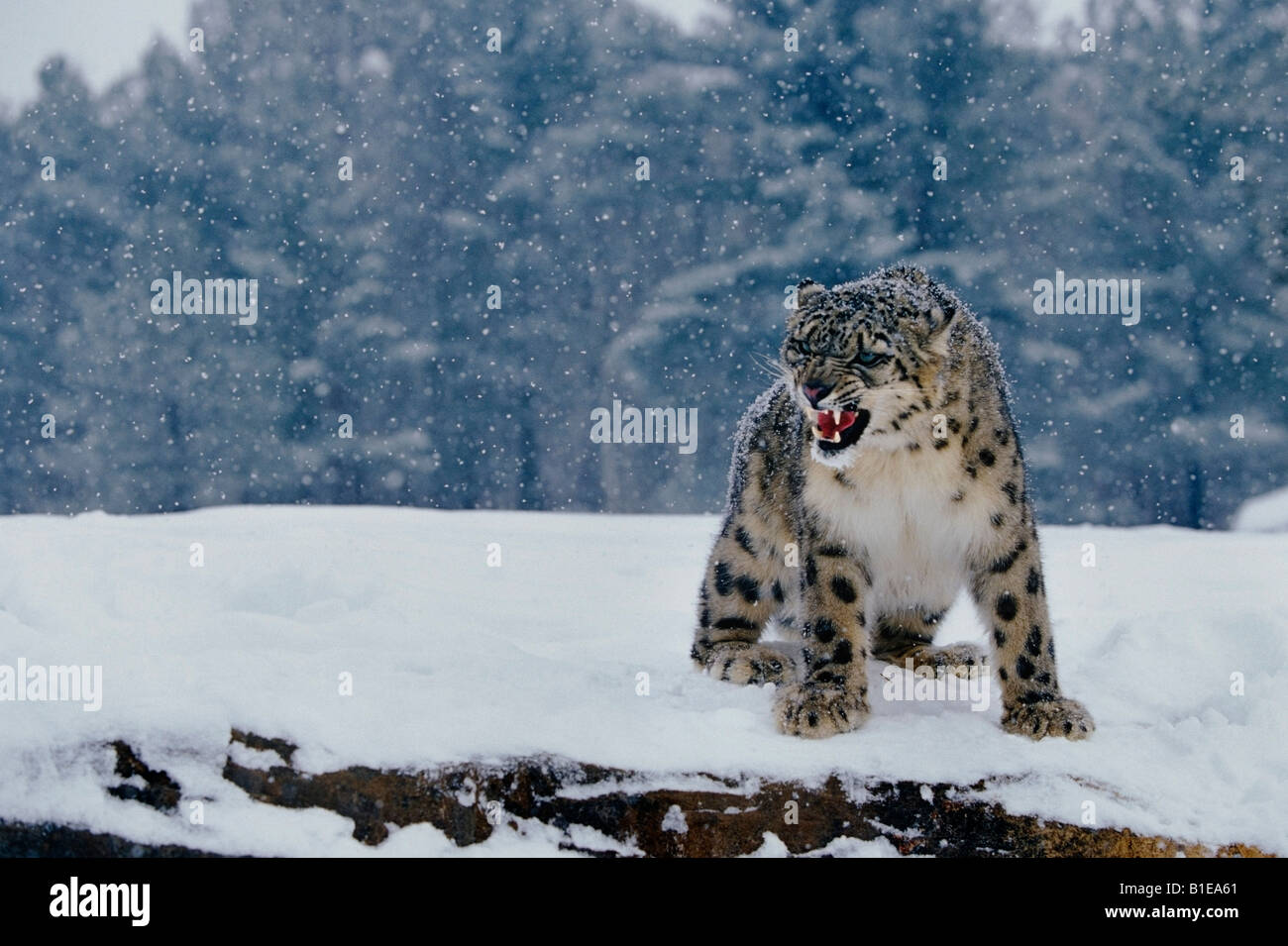 Snow Leopard sitting in snow Stock Photo - Alamy
