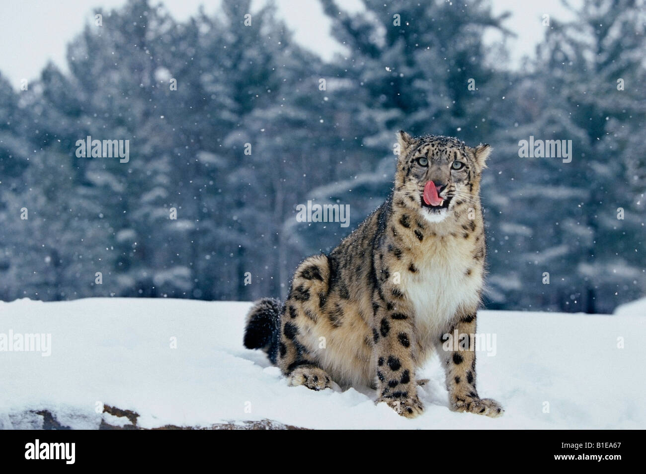 Snow Leopard sitting in snow Stock Photo - Alamy