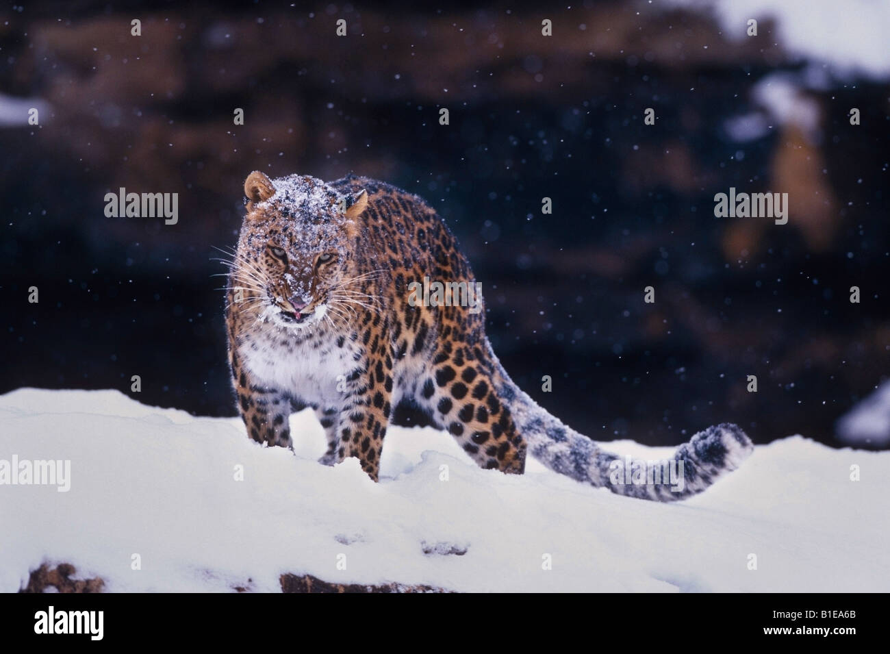 Snow leopard picture hi-res stock photography and images - Alamy