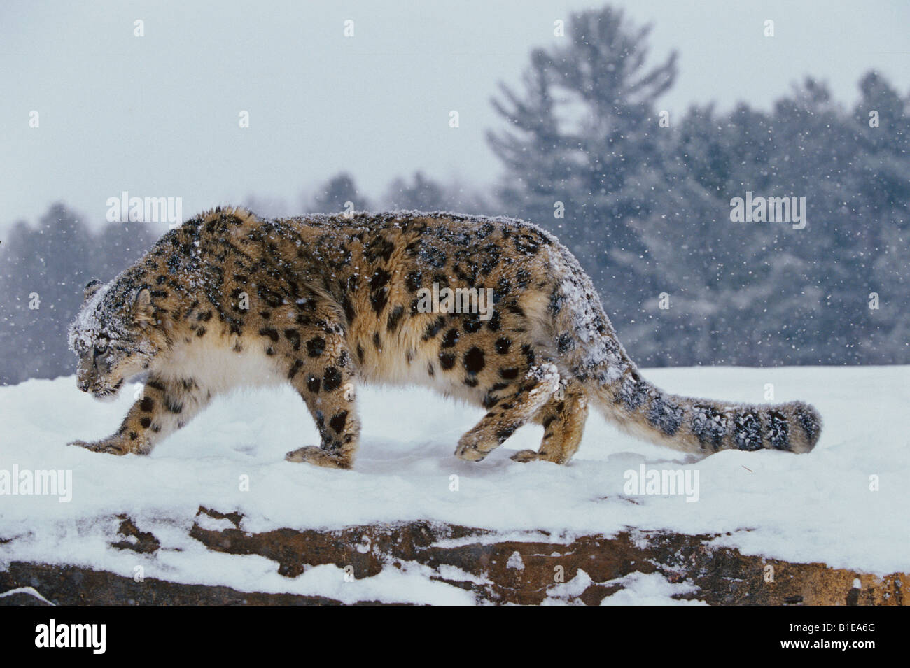 Leopard running side view hi-res stock photography and images - Alamy