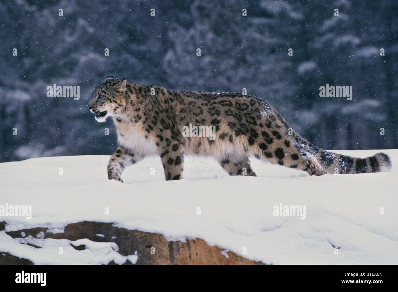 Leopard running side view hi-res stock photography and images - Alamy