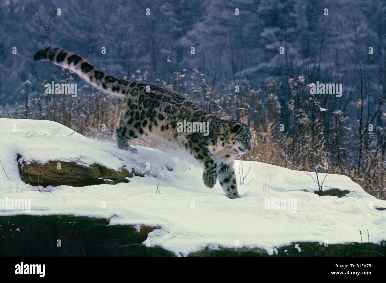 Snow Leopard on snowy ledge Stock Photo - Alamy