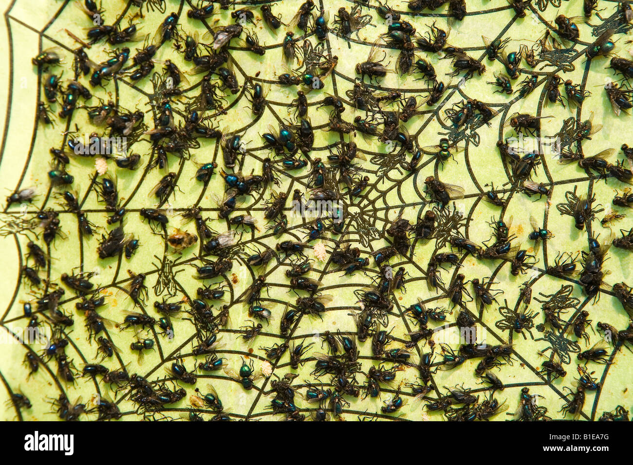 Stuck on fly paper hi-res stock photography and images - Alamy