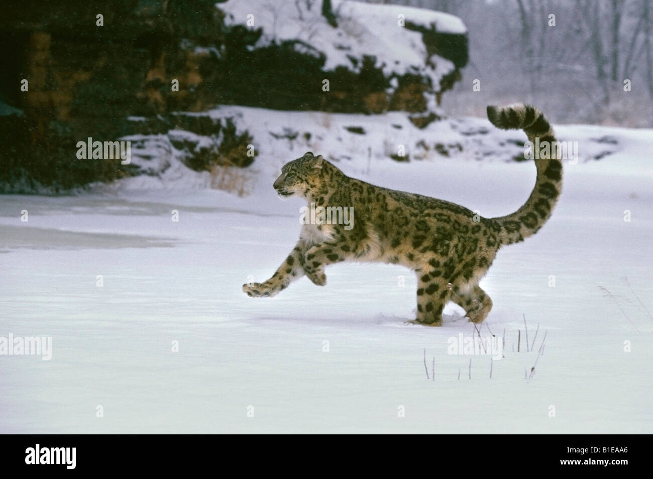 Leopard running side view hi-res stock photography and images - Alamy