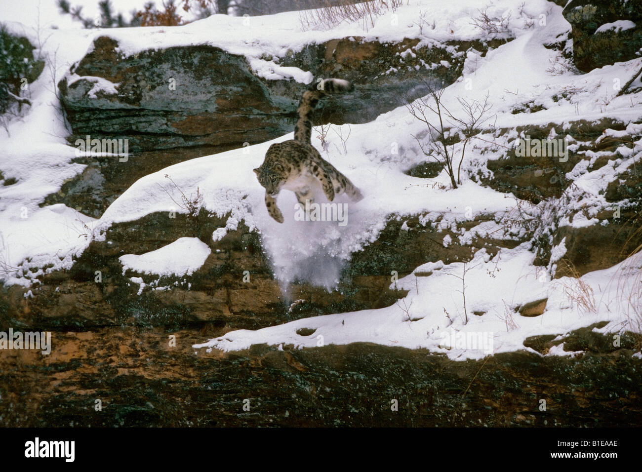 Snow Leopard jumping of ledge Stock Photo - Alamy