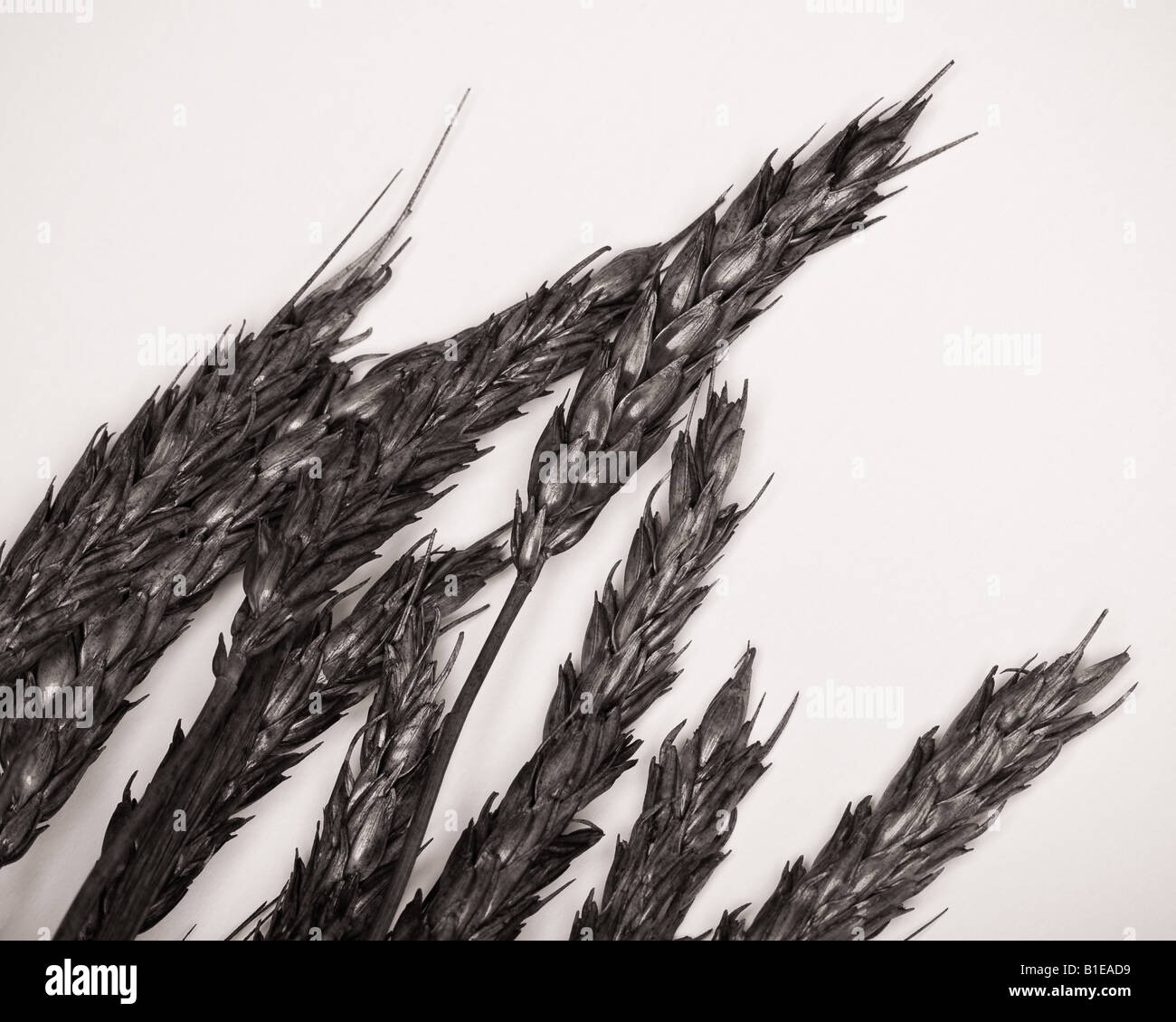 Dried stalks of rye seed isolated on a white background Stock Photo - Alamy