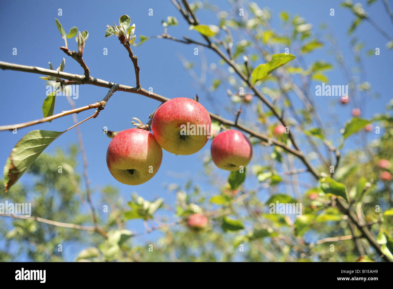 Tree brunch with red apples Stock Photo - Alamy
