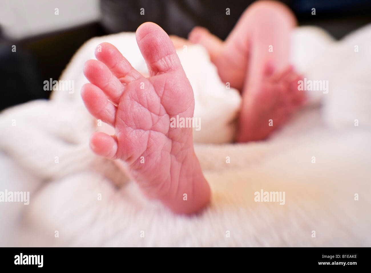 Newborn infant's feet sticking out from under a white blanket laying on ...