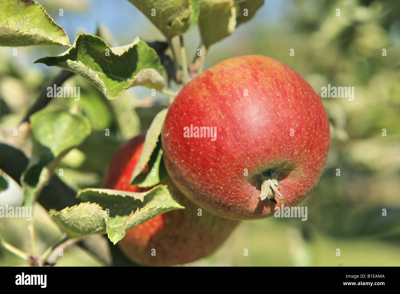 Tree brunch with red apples Stock Photo - Alamy