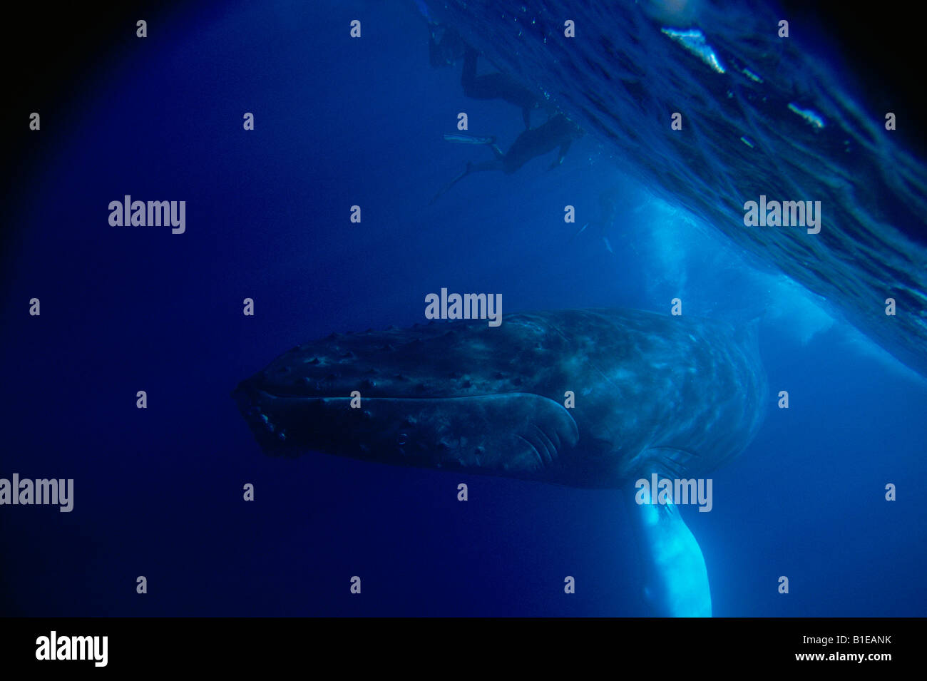 View of adult humpback whale just under the surface of ocean Dominican ...