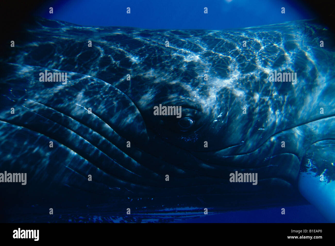View of adult humpback whale just under the surface of ocean Dominican ...