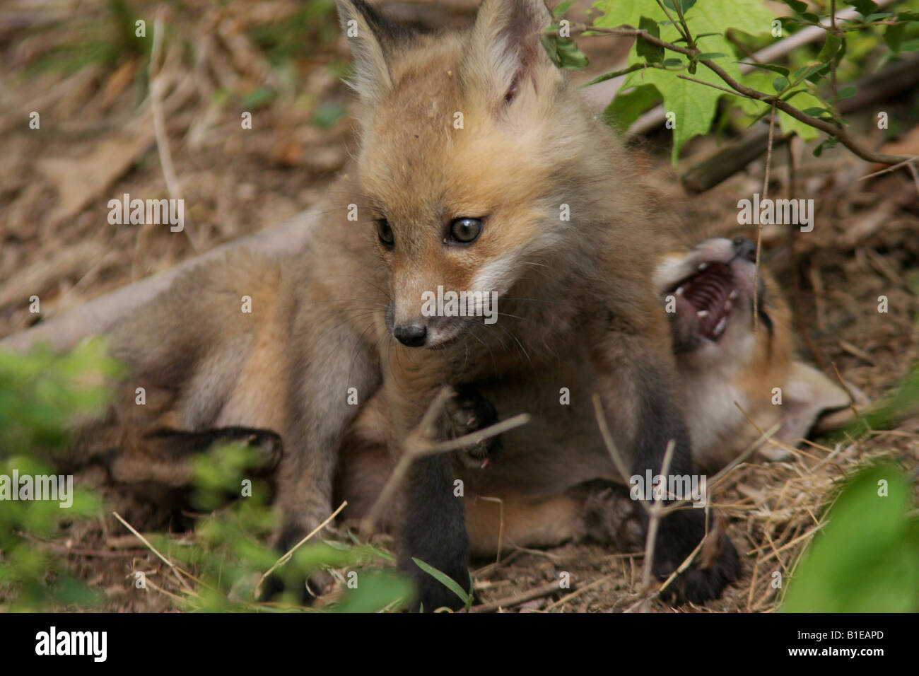 Red fox pups hi-res stock photography and images - Alamy