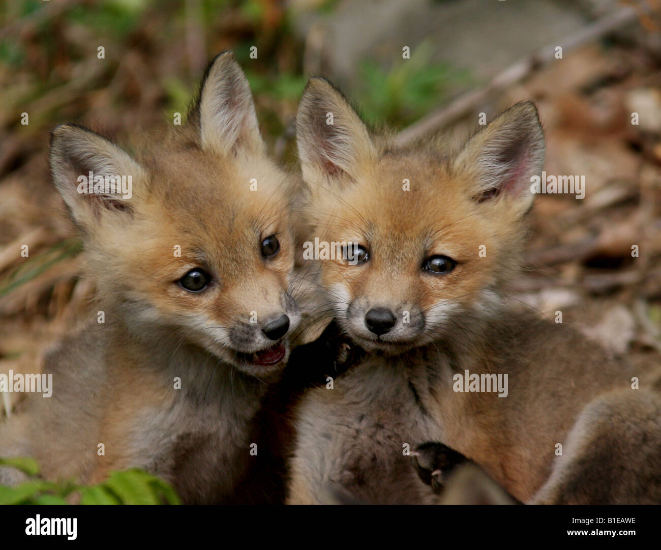 Red fox pups hi-res stock photography and images - Alamy