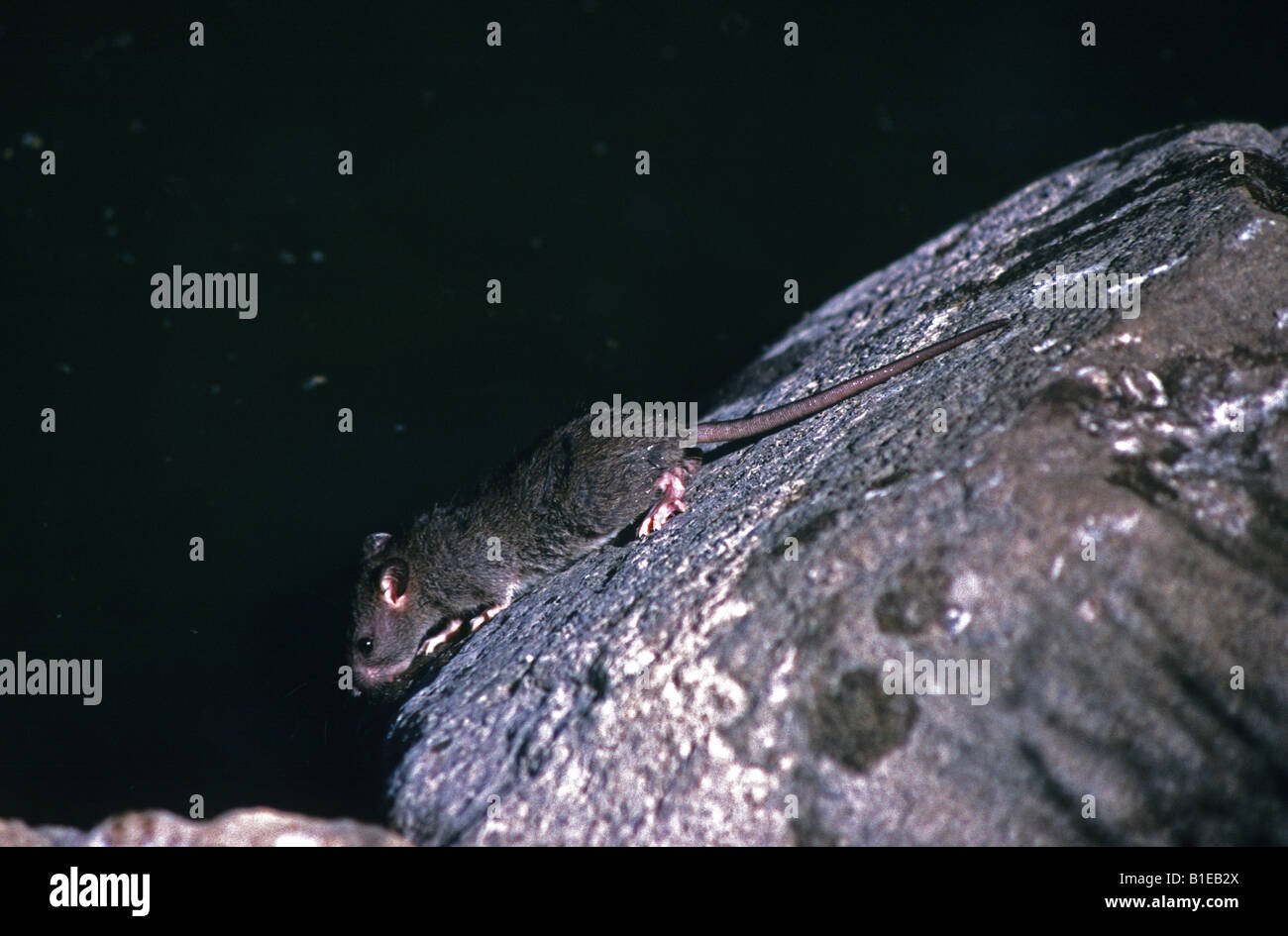 RF rat Rattus along pond in a park in San Francisco California Stock ...