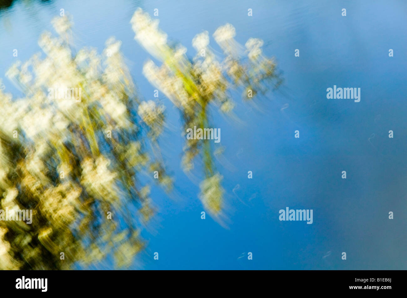 Abstract reflection of Spruce tree in water USA Stock Photo - Alamy