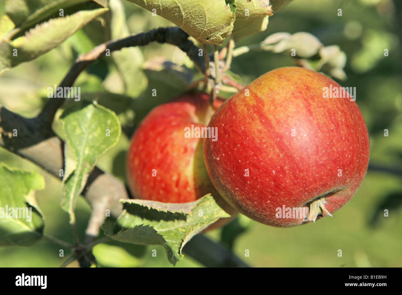 Tree brunch with red apples Stock Photo - Alamy