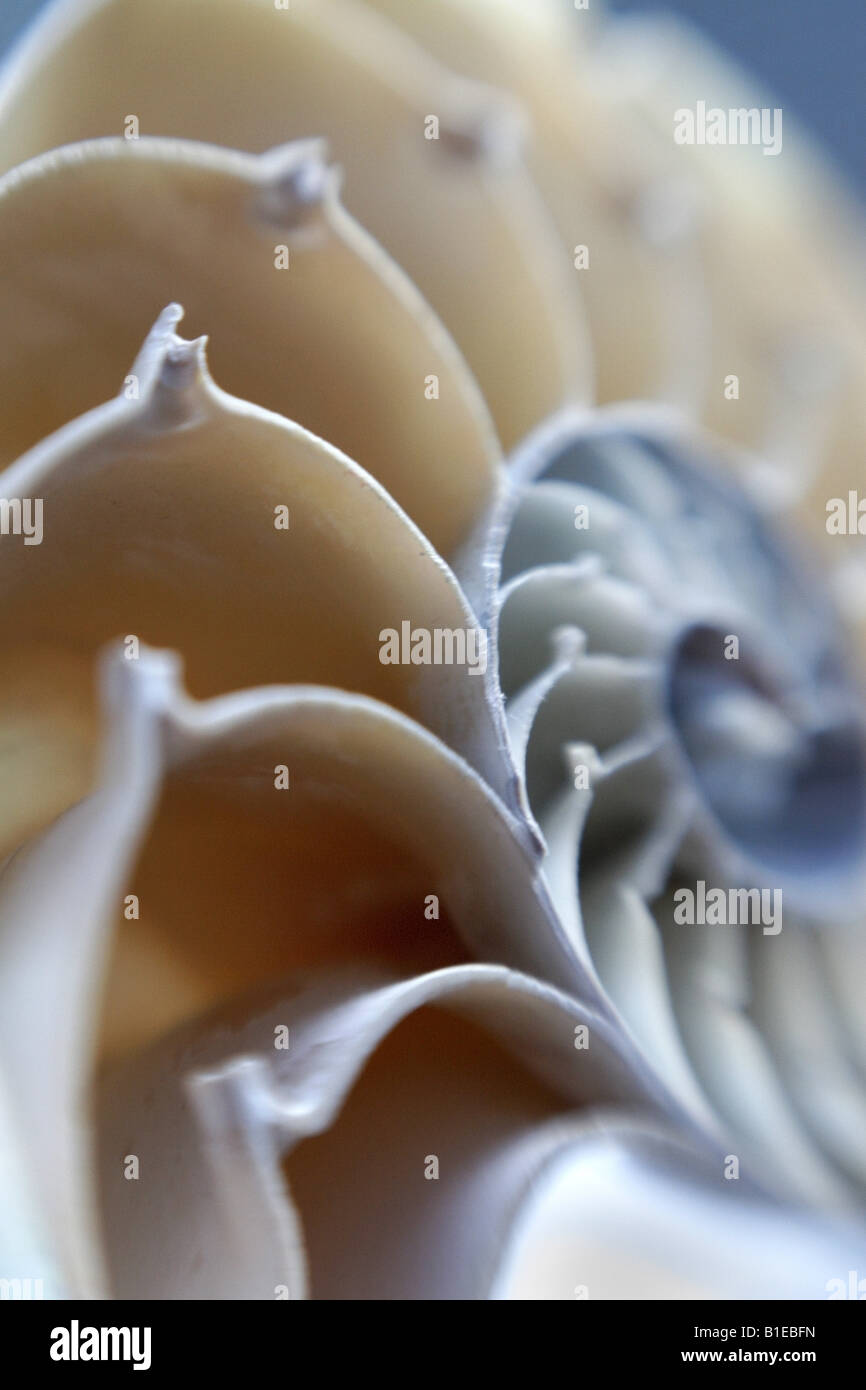 Inside of nautilus shell hi-res stock photography and images - Alamy