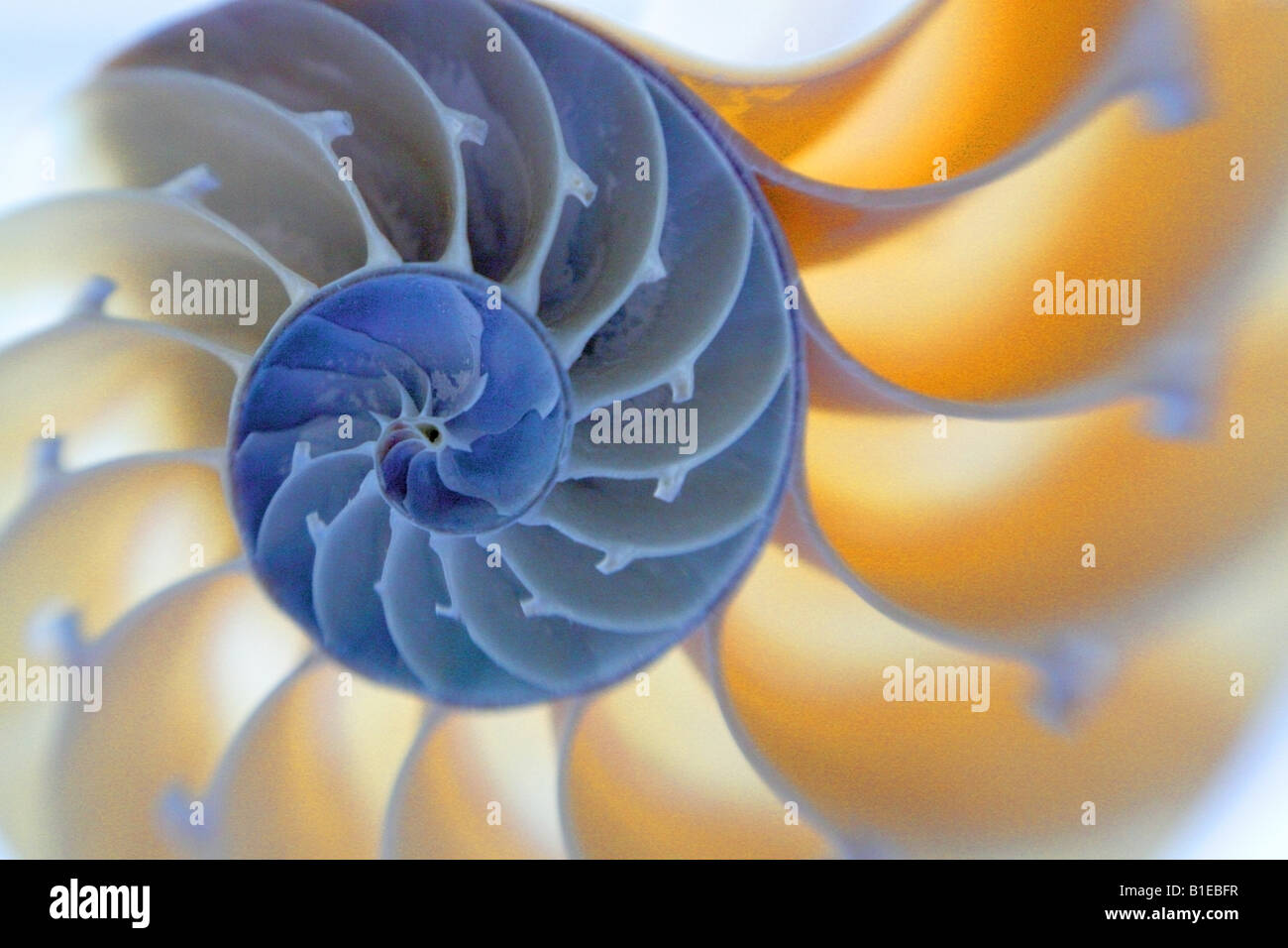 Selective focus close up of a backlit nautilus shell that is cut in ...