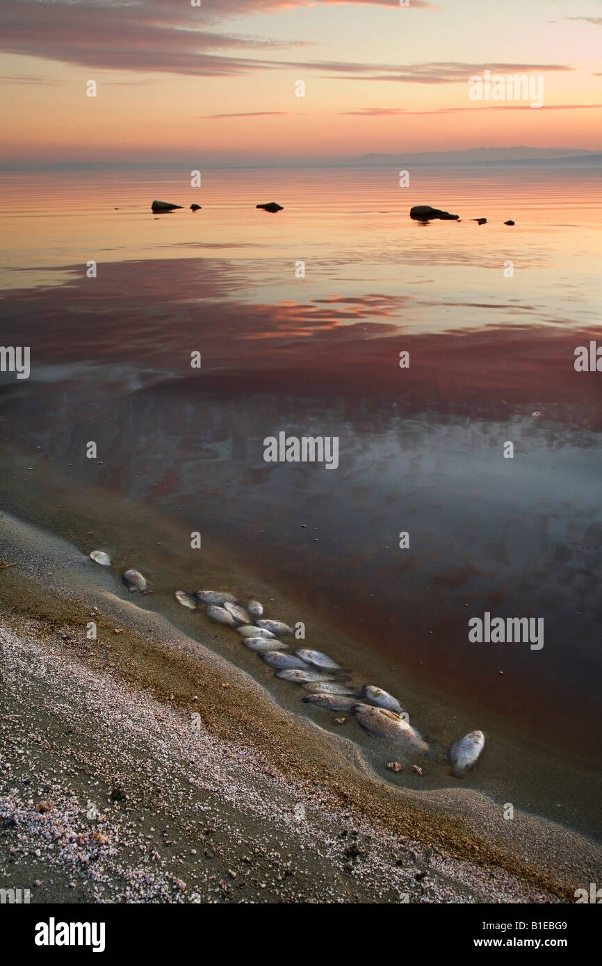 Dead fish hi-res stock photography and images - Alamy