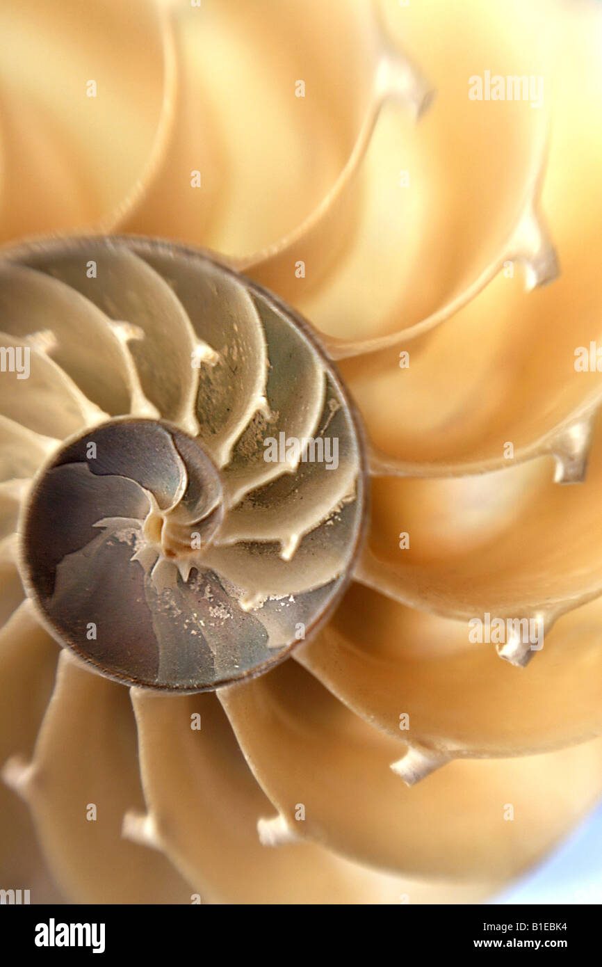 Inside a nautilus shell hi-res stock photography and images - Alamy