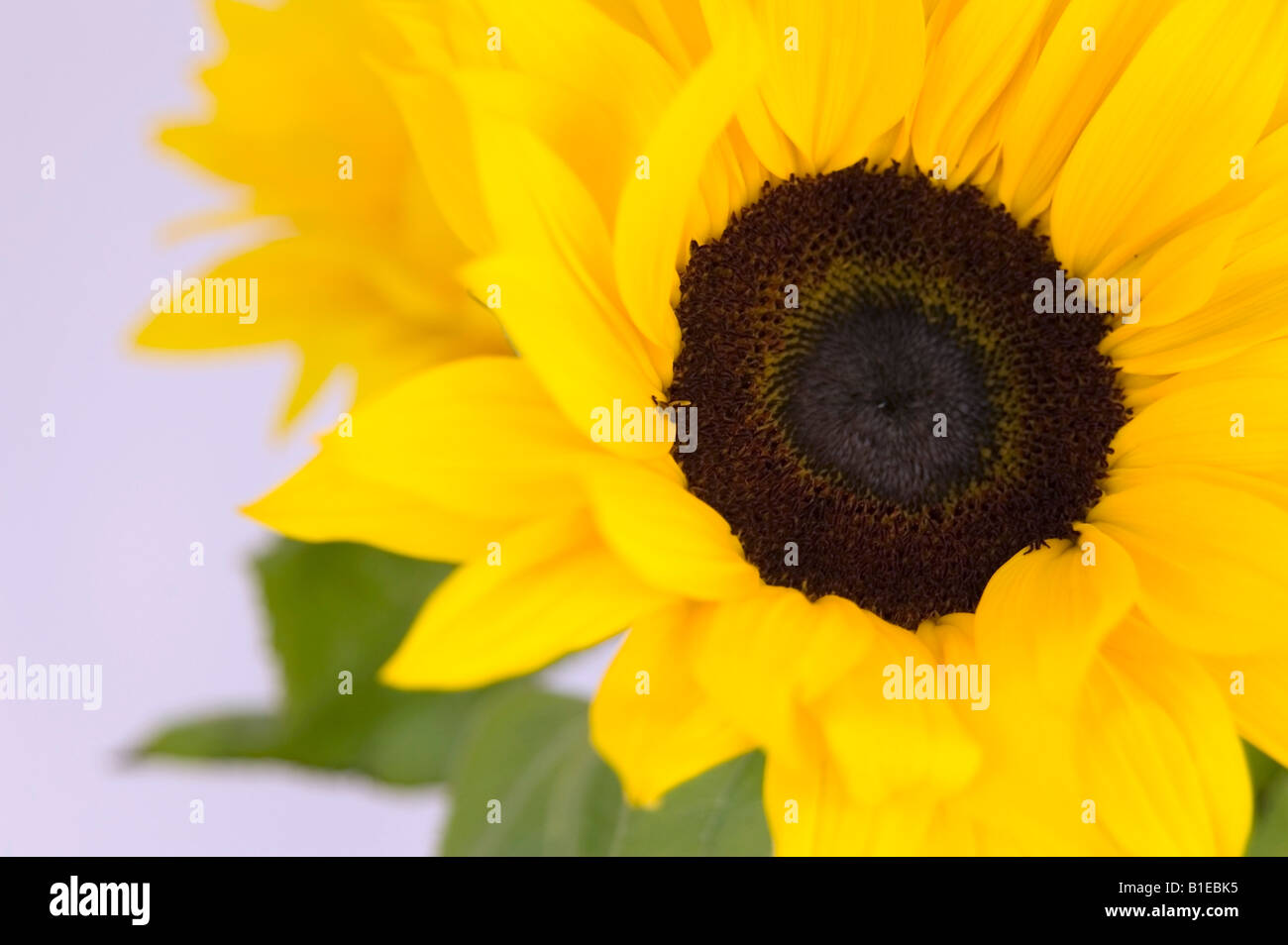 Close up of a Sunflower Stock Photo - Alamy