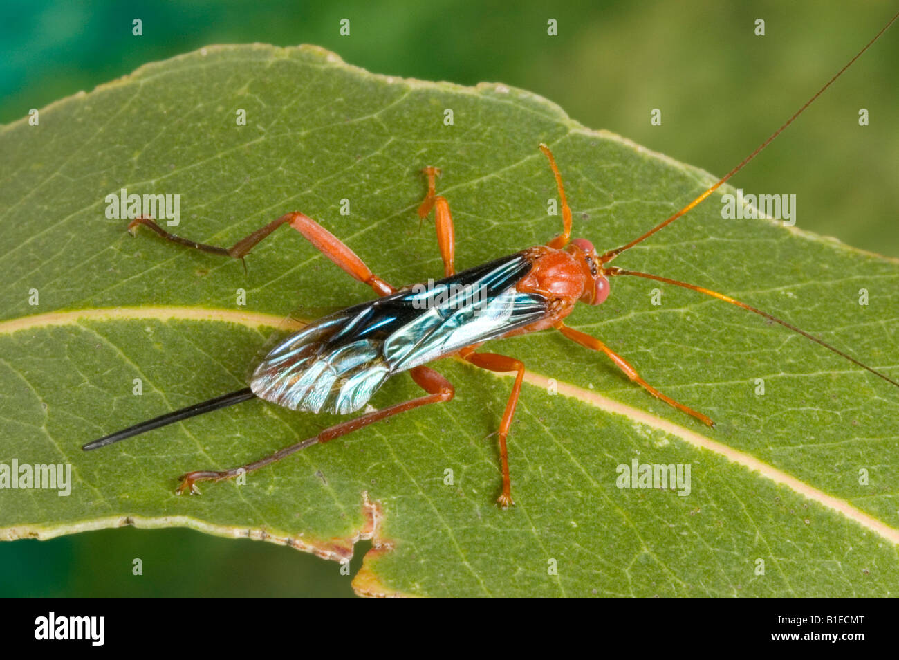 Australian parasitic wasp Stock Photo, Royalty Free Image: 18142344 - Alamy