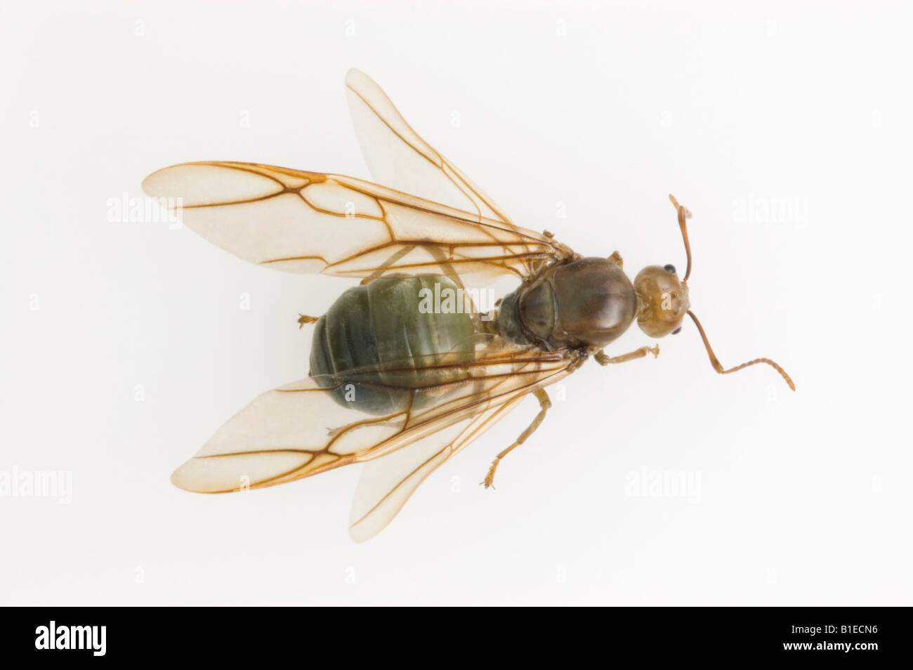 Australian green tree ant queen Stock Photo - Alamy