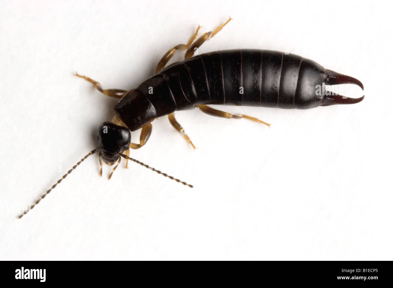 Australian native insect Cut Out Stock Images & Pictures - Alamy