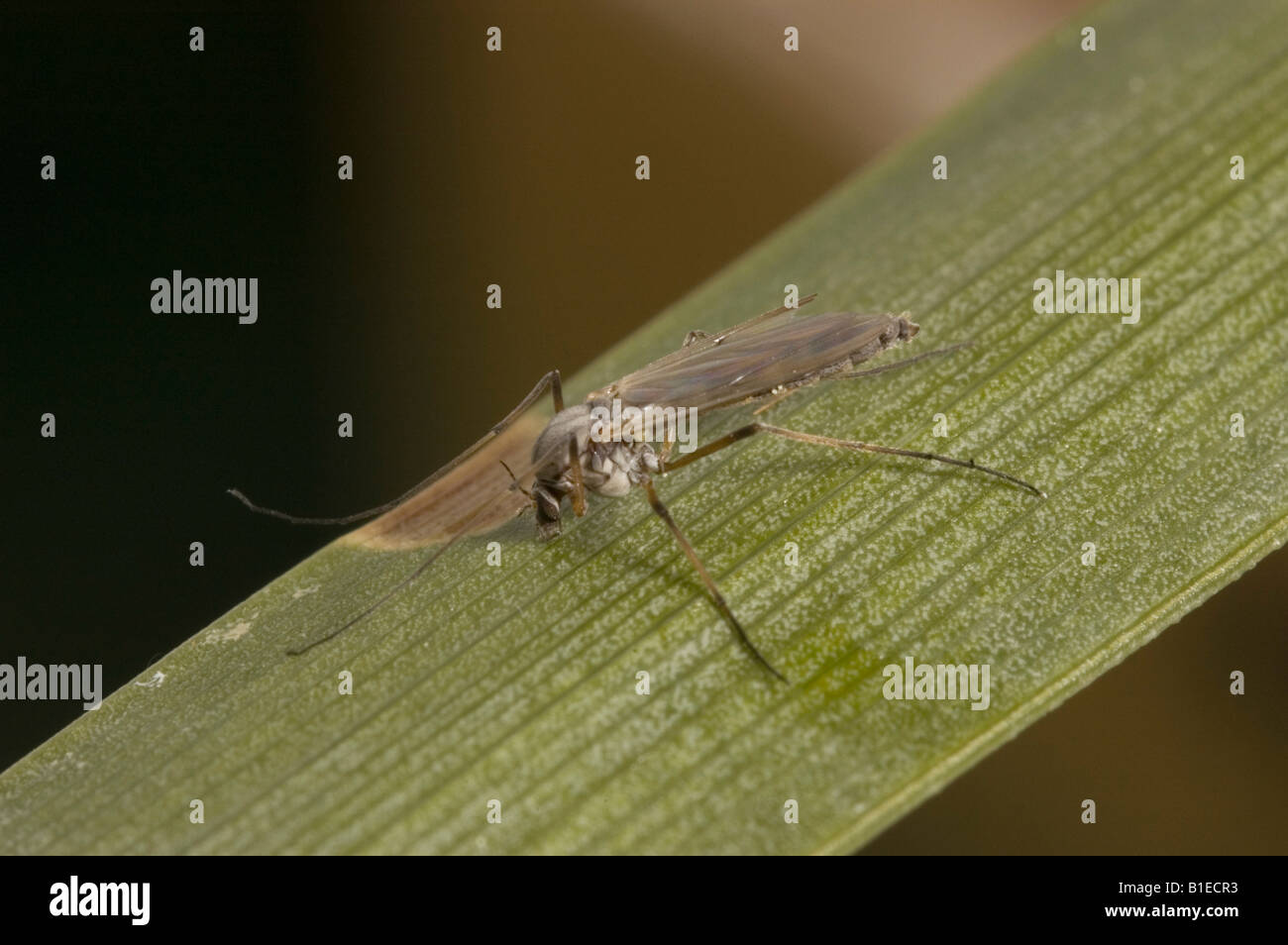Chironomid hi-res stock photography and images - Alamy