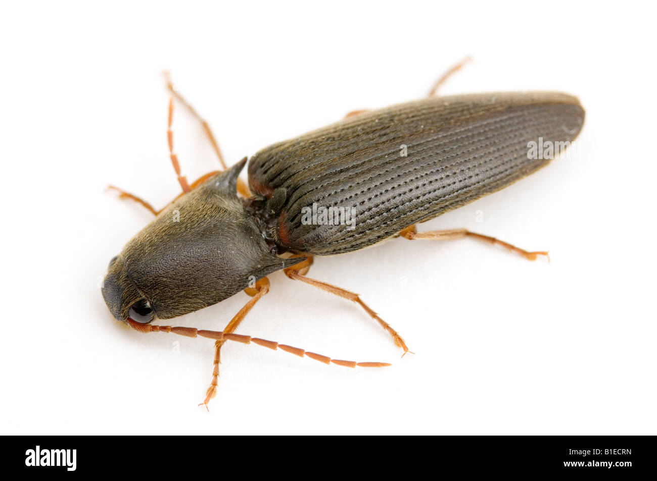 Australian click beetle Stock Photo - Alamy