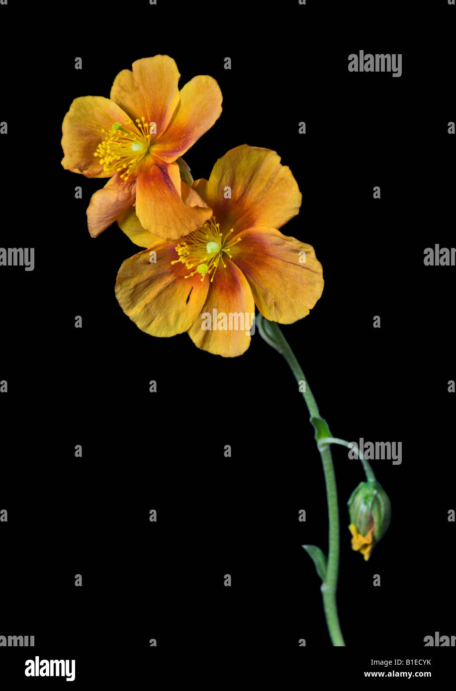 Orange Helianthemum Ben More (Rock Rose Stock Photo - Alamy