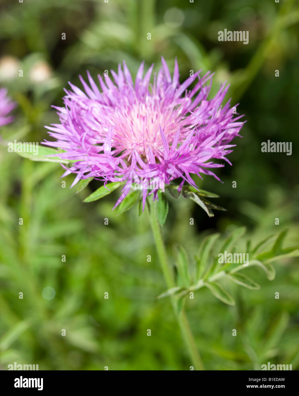 Star thistle (Centaurea leucophylla Stock Photo - Alamy