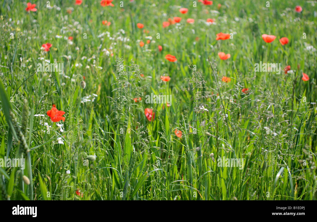 Poppy flowers in a green field of grass Stock Photo - Alamy