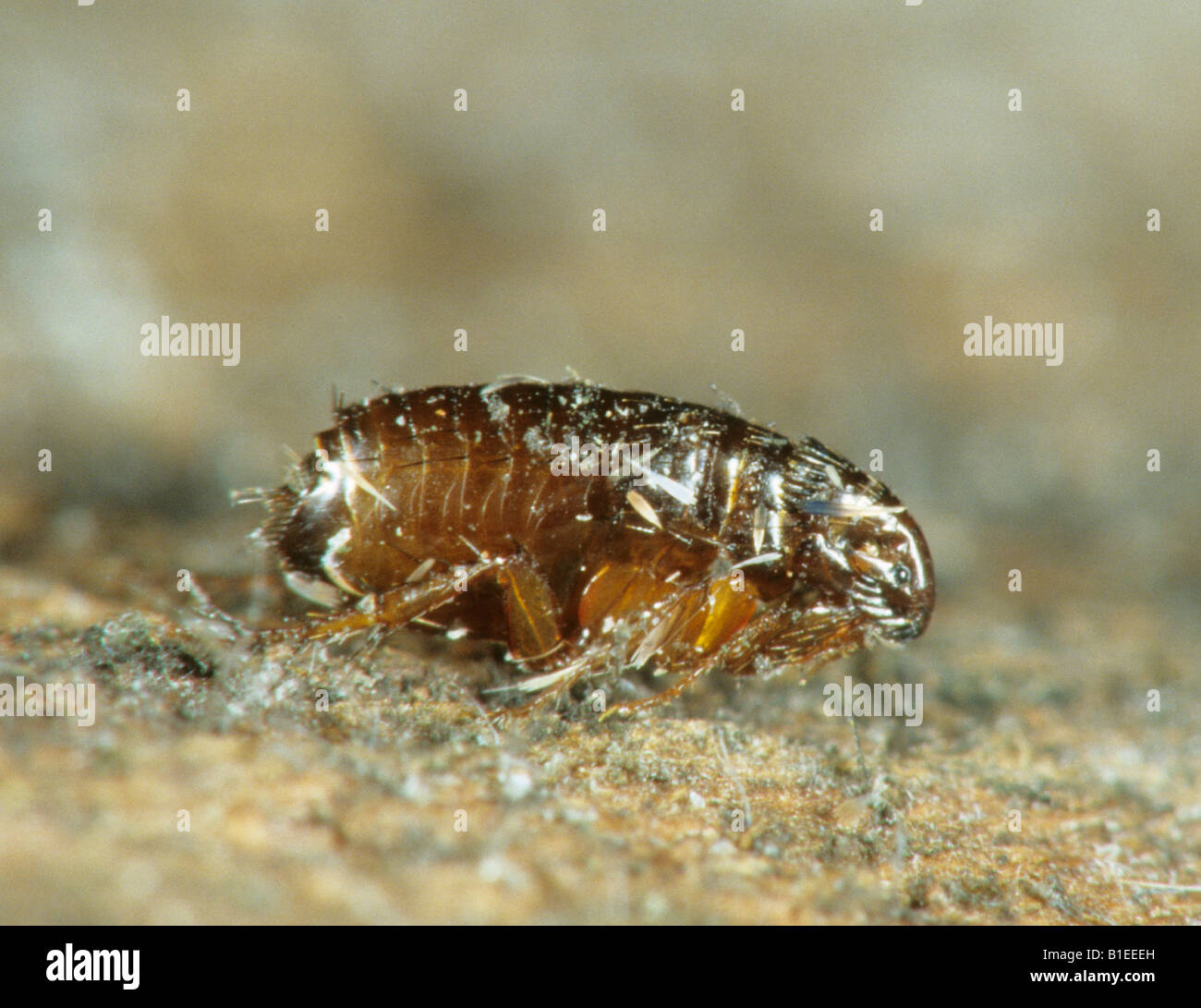 Siphonaptera hi-res stock photography and images - Alamy