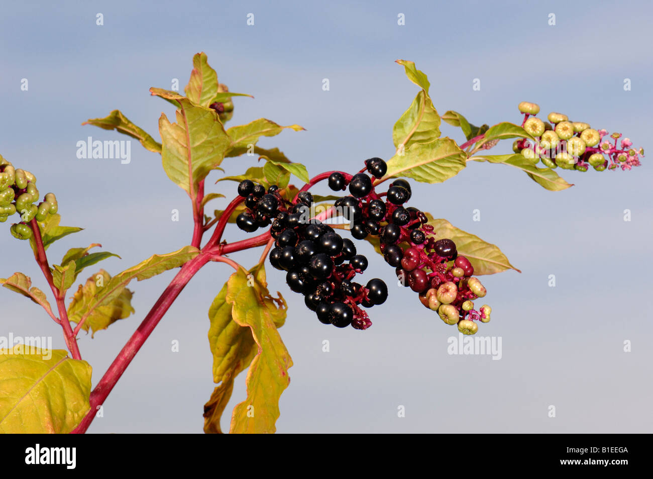 Indian Poke, Indian Pokeweed (Phytolacca acinosa, Phytolacca decandra ...