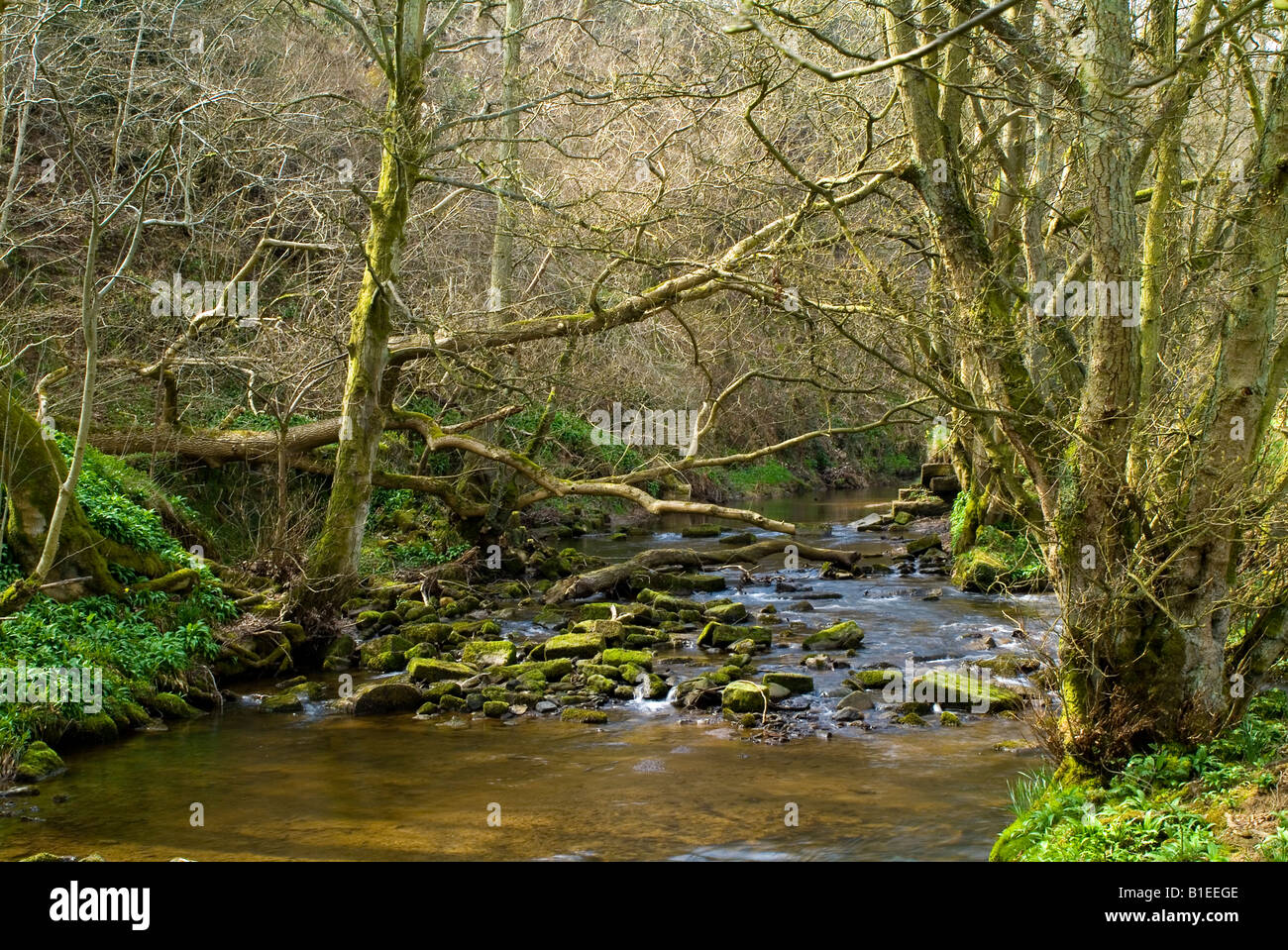 Wild Daffodils, Farndale Valley, North Yorkshire, England, UK Stock ...