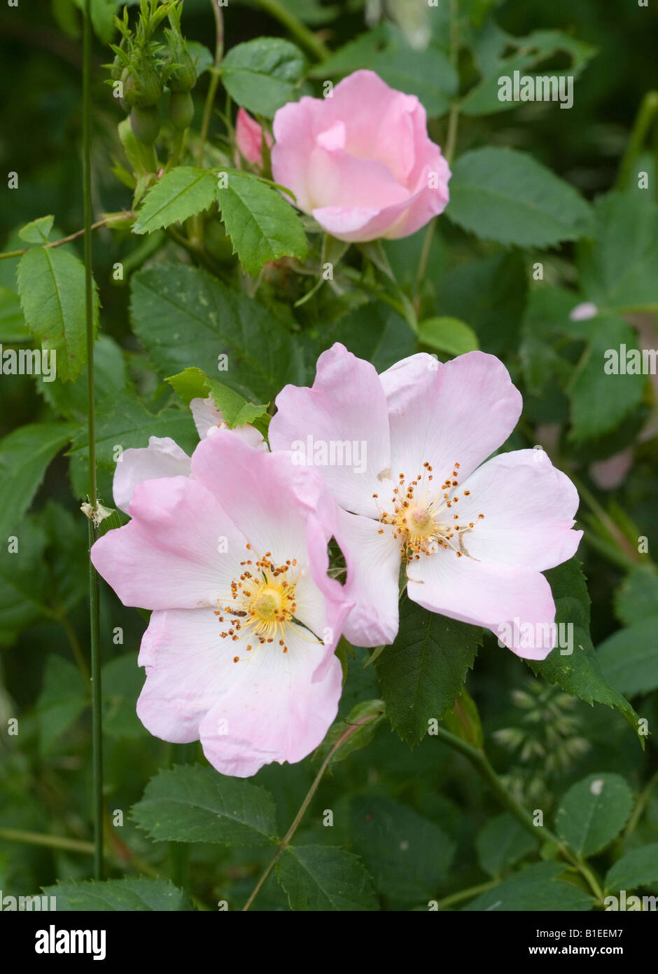 England Dog Rose High Resolution Stock Photography and Images - Alamy