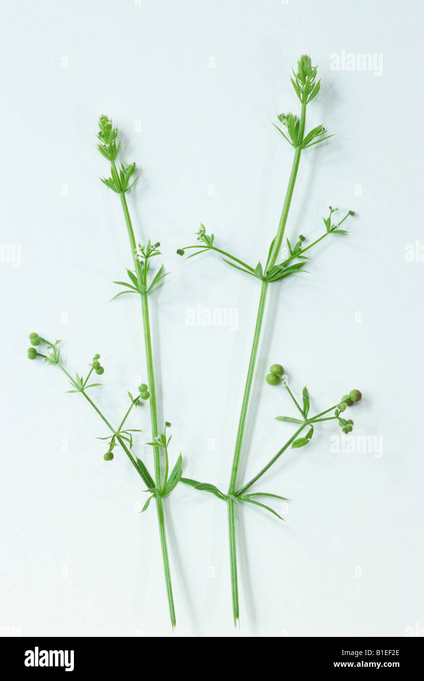 Cleavers, Clivers, Goosegrass, Stickywilly, Stickyweed, Catchweed ...