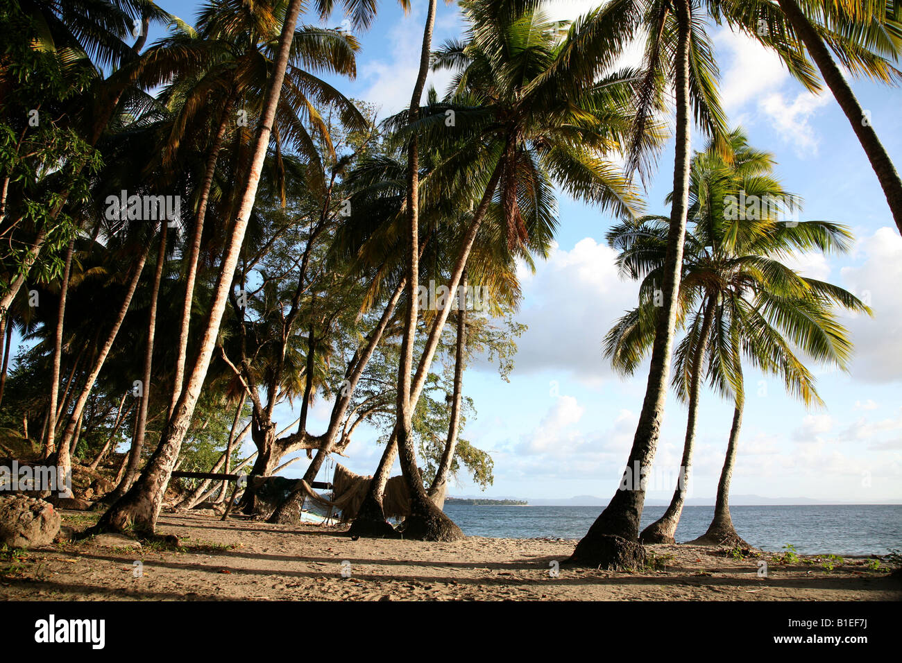 Palm Trees on the beach on the Samana Peninsula, Dominican Republic ...